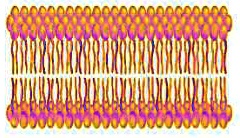 SOLVED: 'Describe the structure of the phospholipid bilayer using the ...