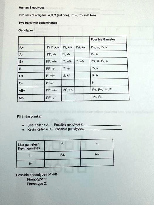 SOLVED: Possible phenotypes of kids: Phenotype 1: A+ Phenotype 2: O+