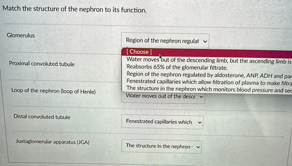 match the structure of the nephron to its function glomerulus proximal convoluted tubule loop of ...