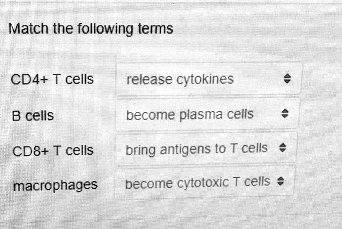 Match the following terms CD4+ T cells release cytokines B cells become plasma cells CD8+ T ...
