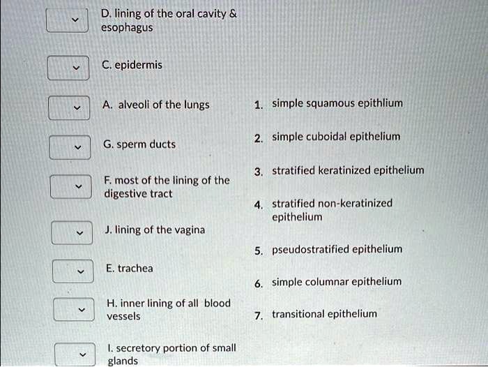 SOLVED: Text: Match each type of epithelium with its locations D ... SOLVED: Text: Match each type of epithelium with its locations D ...