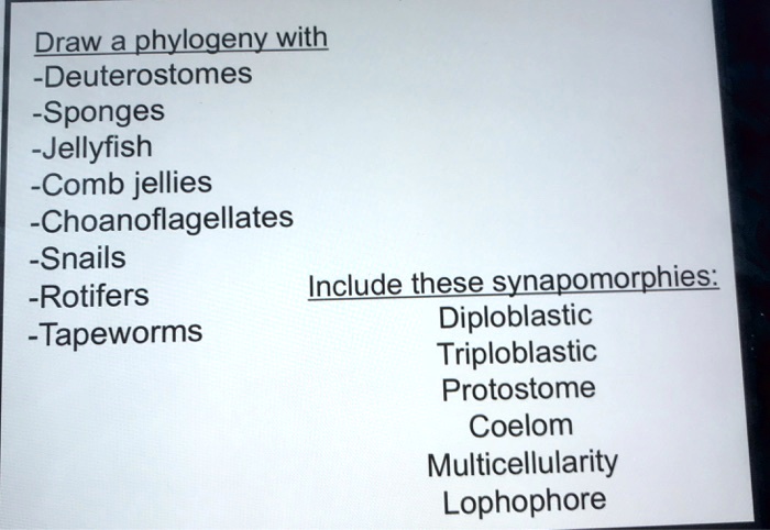 SOLVED: Draw a phylogeny with: - Deuterostomes - Sponges - Jellyfish ...