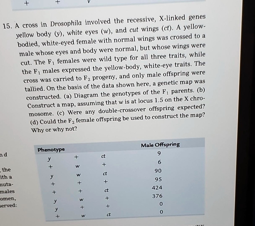SOLVED: + 15. A cross in Drosophila involved the recessive, X-linked genes yellow body (y),white ...