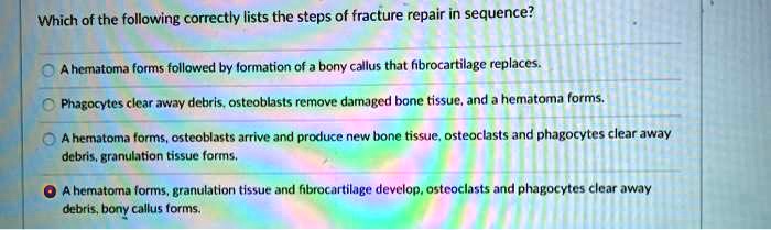 Which of the following correctly lists the steps of fracture repair in ... Which of the following correctly lists the steps of fracture repair in ...