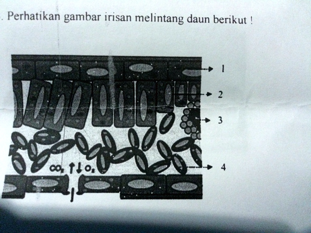 SOLVED: Proses fotosintesis pada daun paling banyak berlangsung pada ...