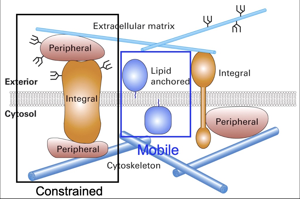 SOLVED: Extracellular matrix Peripheral Lipid-anchored Integral ...