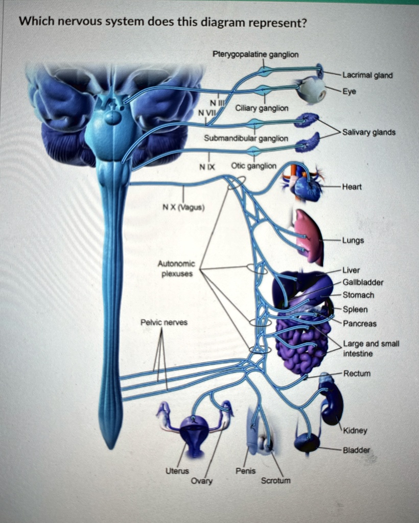 Which nervous system does this diagram represent? Pterygopalatine ...