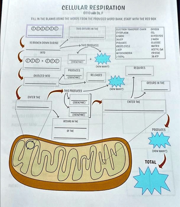 Cellular Respiration Fill In The Blank Worksheet Answers