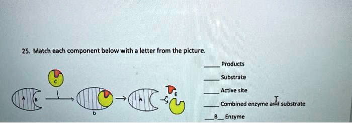 SOLVED: Match each component below with a letter from the picture: Products Substrate Active ...