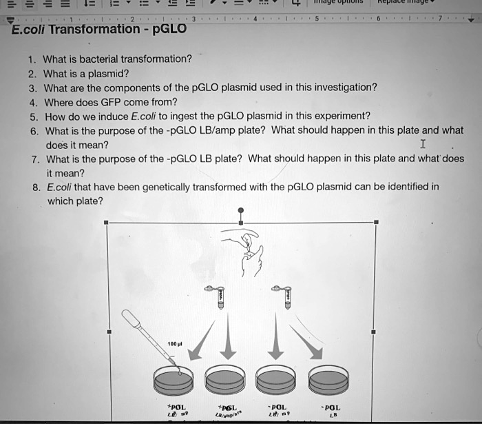 ecoli transformation pglo what is bacterial transformation what is ...