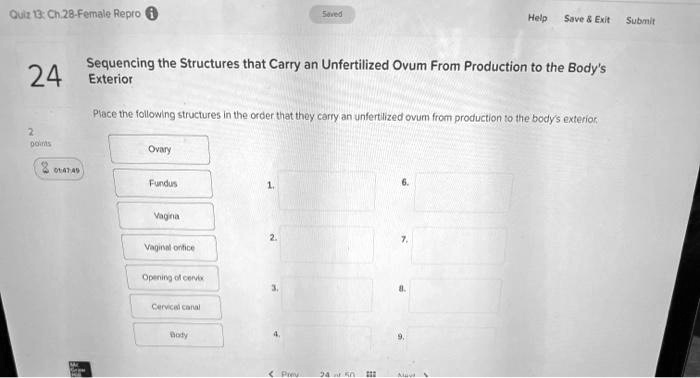 Quiz 13 Ch 28 Female Repro 24 Sequencing The Structures That Carry An Unfertilized Ovum From