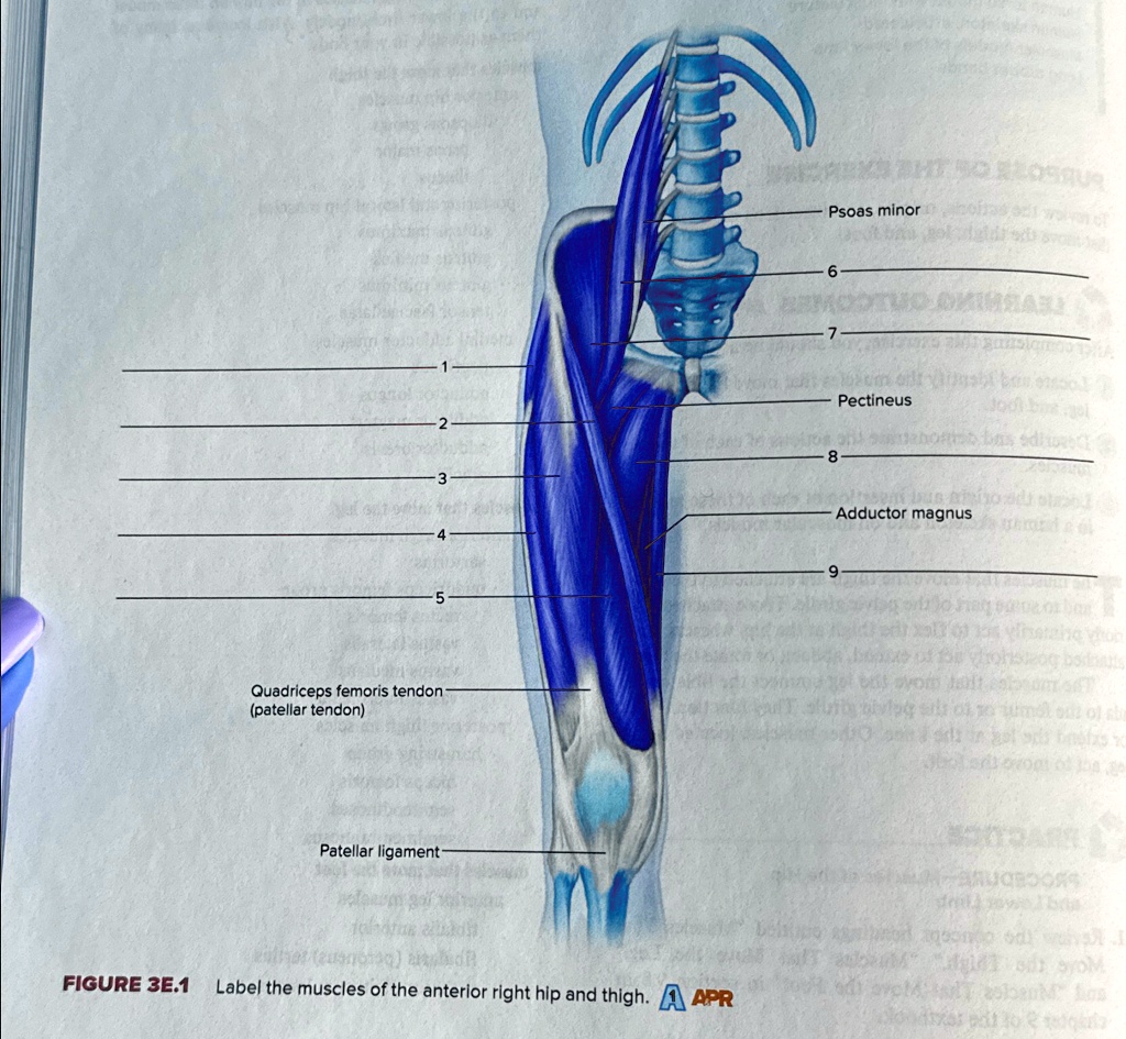 1 Psoas minor 6 7 Pectineus 2 8 3 Adductor magnus 4 9- 5 Quadriceps ...