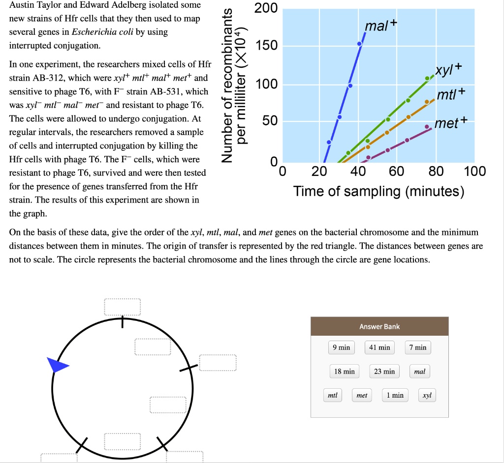 austin taylor and edward adelberg isolated some 200 new strains of hfr ...