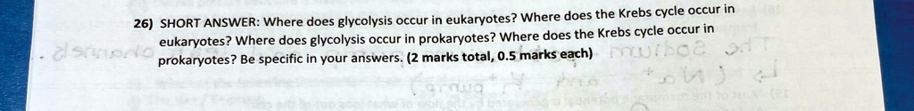 Solved Short Answer Where Does Glycolysis Occur In Eukaryotes Where Does The Krebs Cycle