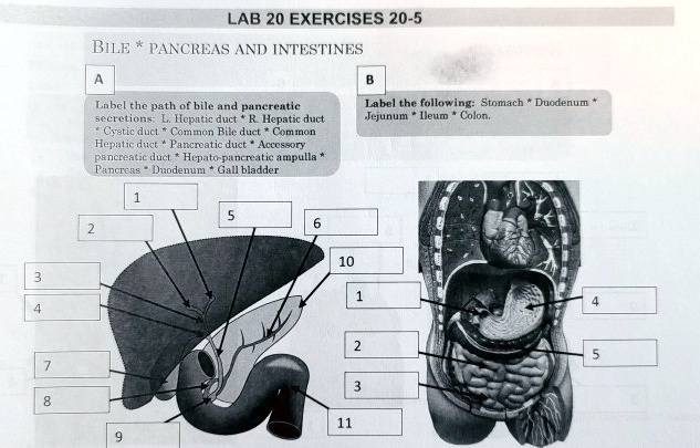 SOLVED: LAB 20 EXERCISES 20-5 BILE, PANCREAS, AND INTESTINES Label the ...