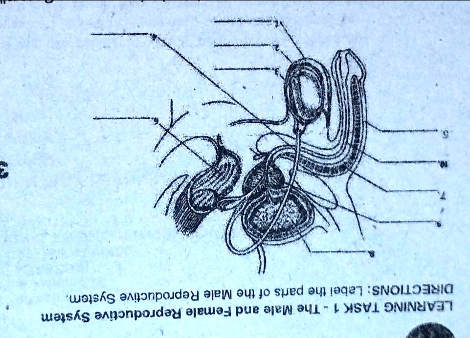 SOLVED: Learning Task 1: The Male and Female Reproductive System. Label ... SOLVED: Learning Task 1: The Male and Female Reproductive System. Label ...