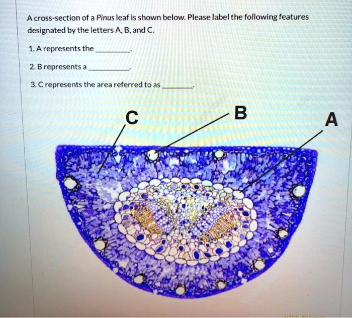 SOLVED: A cross-section of a Pinus leaf is shown below Please label the ...