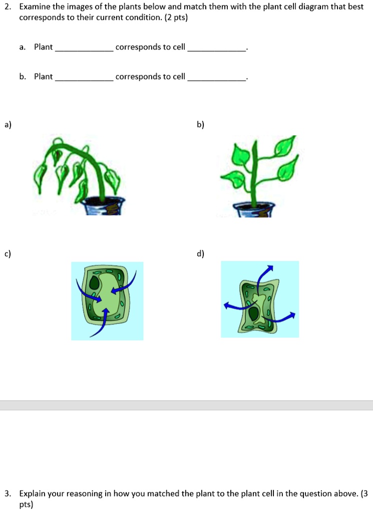 SOLVED: Examine the images of the plants below and match them with the ...