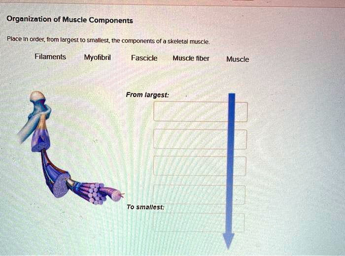 Organization of Muscle Components Place in order, from largest to smallest, the components of a ...