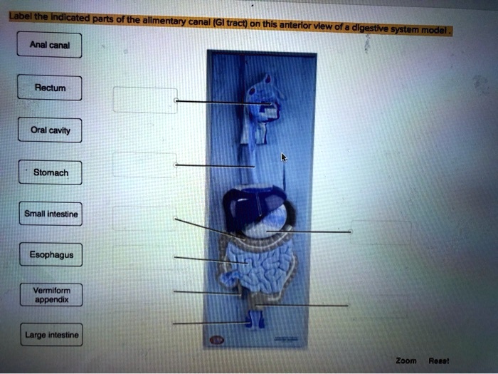 SOLVED: Label the indicated parts of the alimentary canal (GI tract) on ...