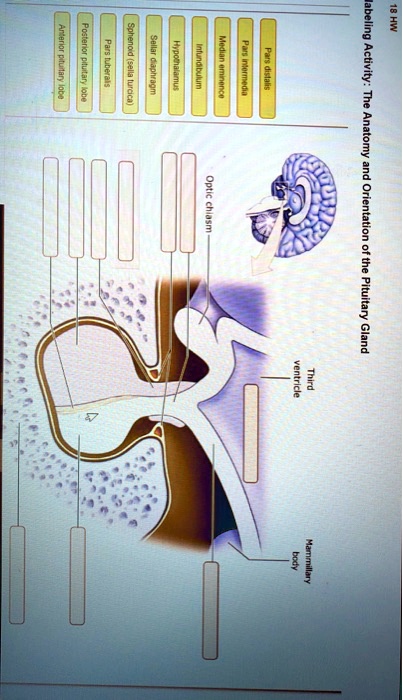 SOLVED: 18 HW Anterior pituitary, Posterior pituitary lobe, Pars ... SOLVED: 18 HW Anterior pituitary, Posterior pituitary lobe, Pars ...