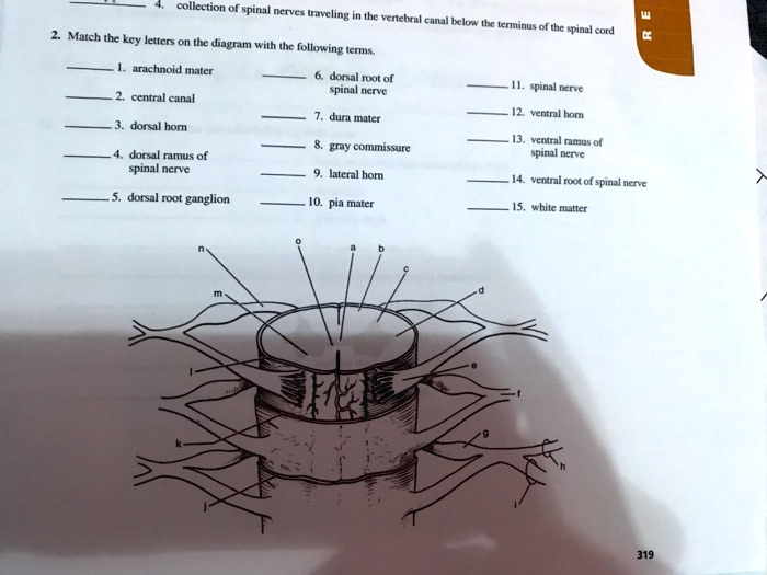 4. collection of spinal nerves traveling in the vertebral canal below ...