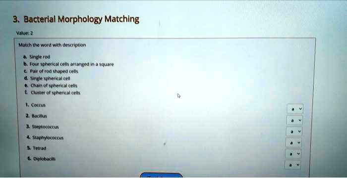 SOLVED: Bacterial Morphology Matching Value? Match the word with ...