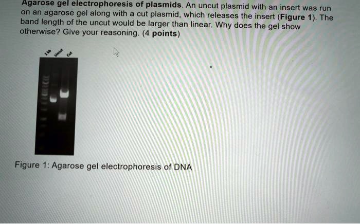 SOLVED: Agarose ge electrophoresis of plasmids An uncut plasmid with an ...