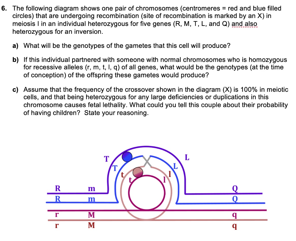 6. The following diagram shows one pair of chromosomes (centromeres ...
