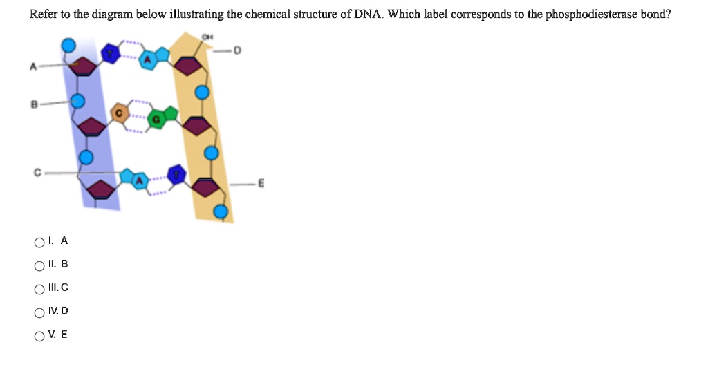 refer to the diagram below illustrating the chemical structure of dna ...