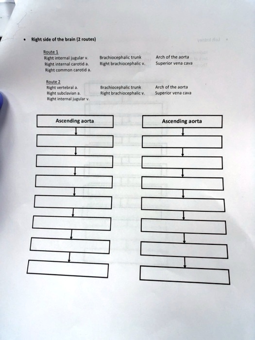 Right side of the brain (2 routes) Route 1 Right internal jugular v ...