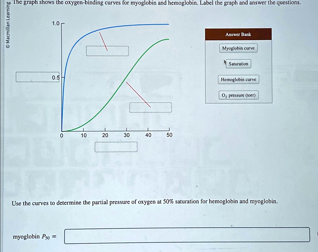The graph shows the oxygen-binding curves for myoglobin and hemoglobin ...