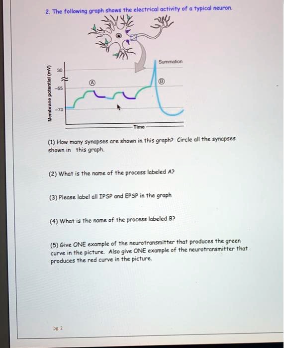 2. The following graph shows the electrical activity of a typical ...