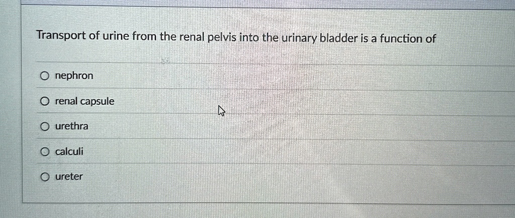 transport of urine from the renal pelvis into the urinary bladder is a ...