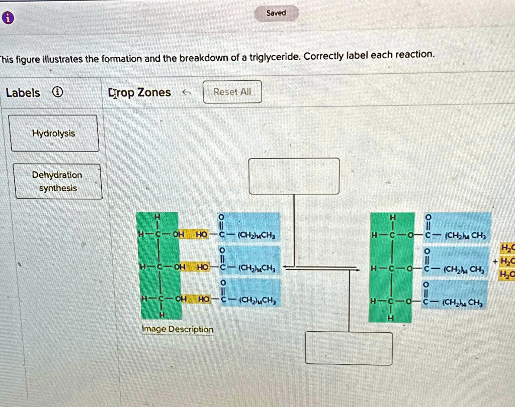 This figure illustrates the formation and the breakdown of a ...