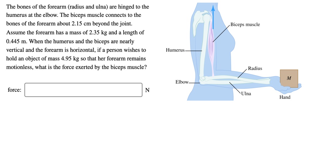 The bones of the forearm (radius and ulna) are hinged… - SolvedLib