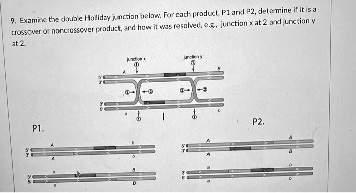 SOLVED: below. For each product; P1 and P2, determine if it is a ...
