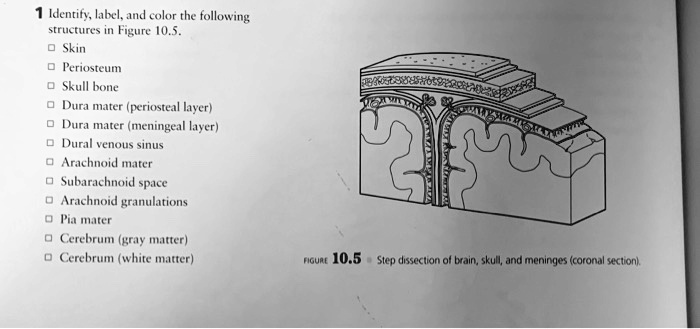 1 Identify, label, and color the following structures in Figure 10.5 ...