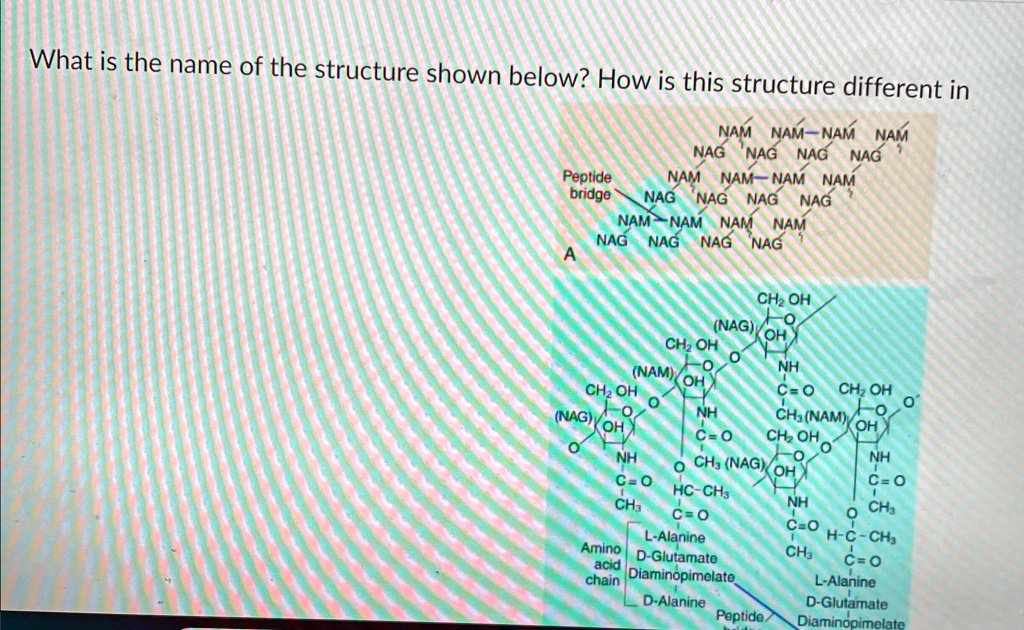 What is the name of the structure shown below? How is this structure ...