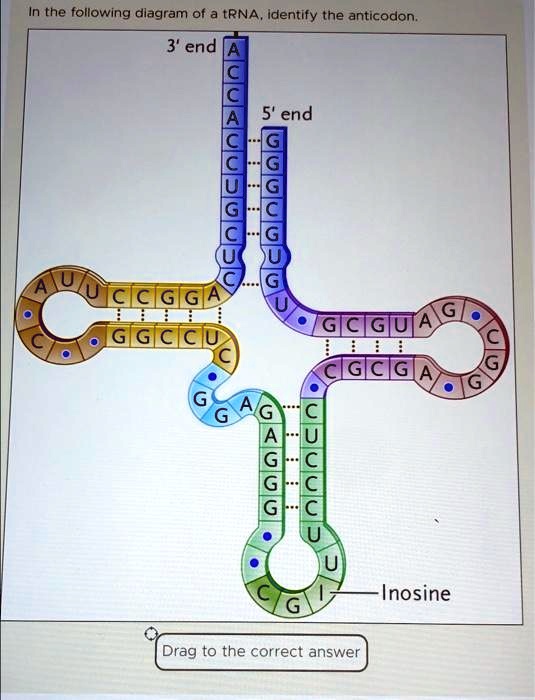 in the following diagram of a trna identify the anticodon drag to the correct answer in the ...