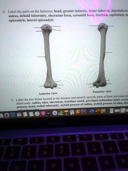 SOLVED: Label the parts on the humerus: head, greater tubercle, lesser ...