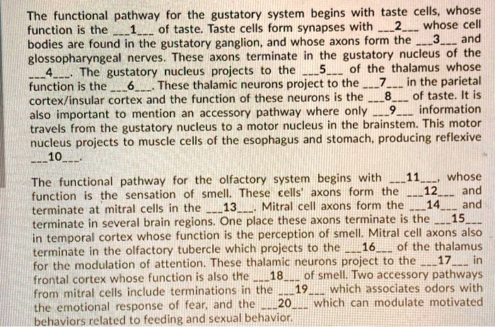 SOLVED: The functional pathway for the gustatory system begins with ...