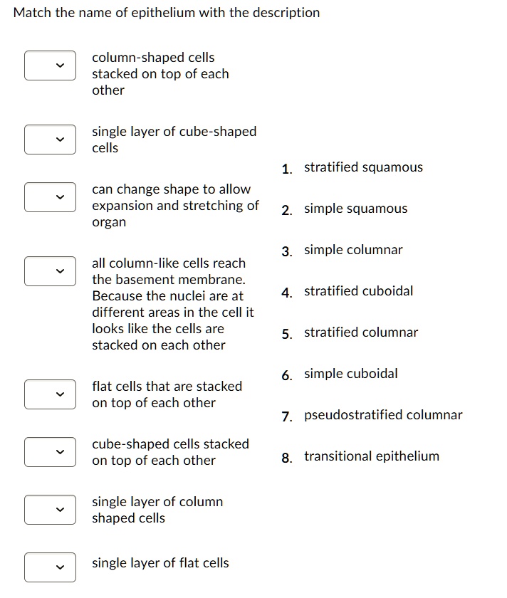Match the name of epithelium with the description column-shaped cells ...