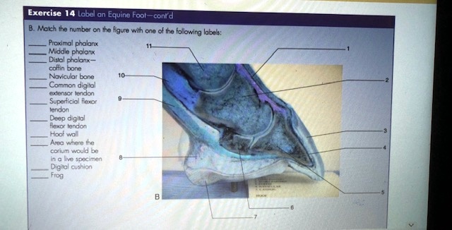 Exercise 14 Label an Equine Foot—cont'd B. Match the number on the ...