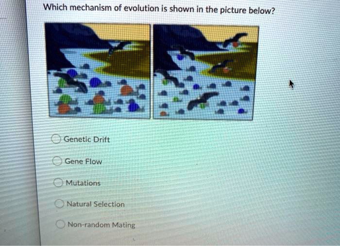 SOLVED: Which mechanism of evolution is shown in the picture below ...