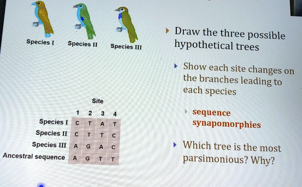 SOLVED: Draw the three possible hypothetical trees Show each site ...