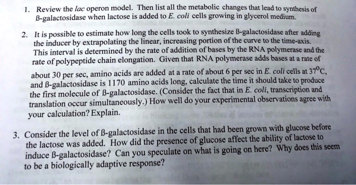 SOLVED: Review the lac operon model; Then list all the metabolic changes that lead to synthesis ...