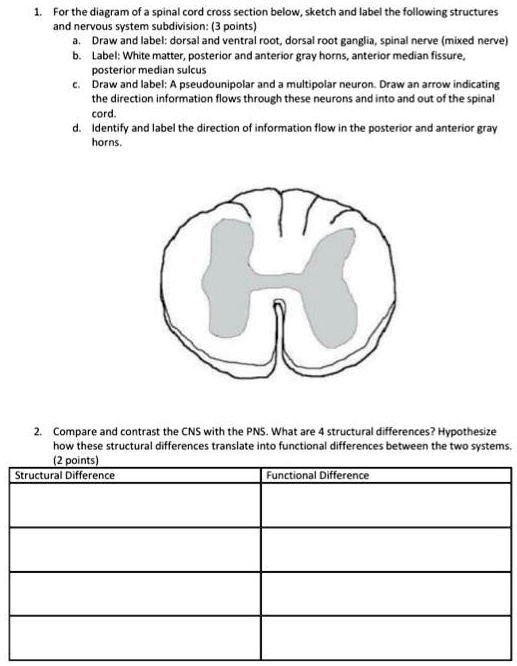 SOLVED: For the diagram of a spinal cord cross section below, sketch ...