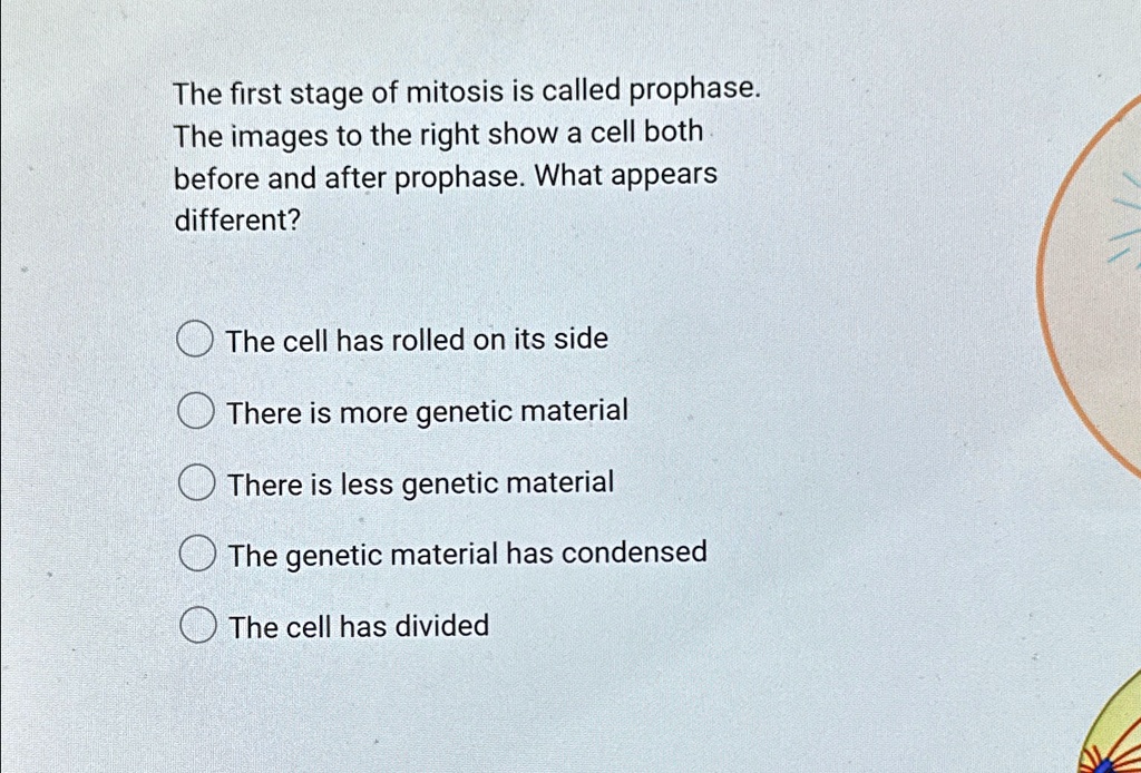 The first stage of mitosis is called prophase. The images to the right ...