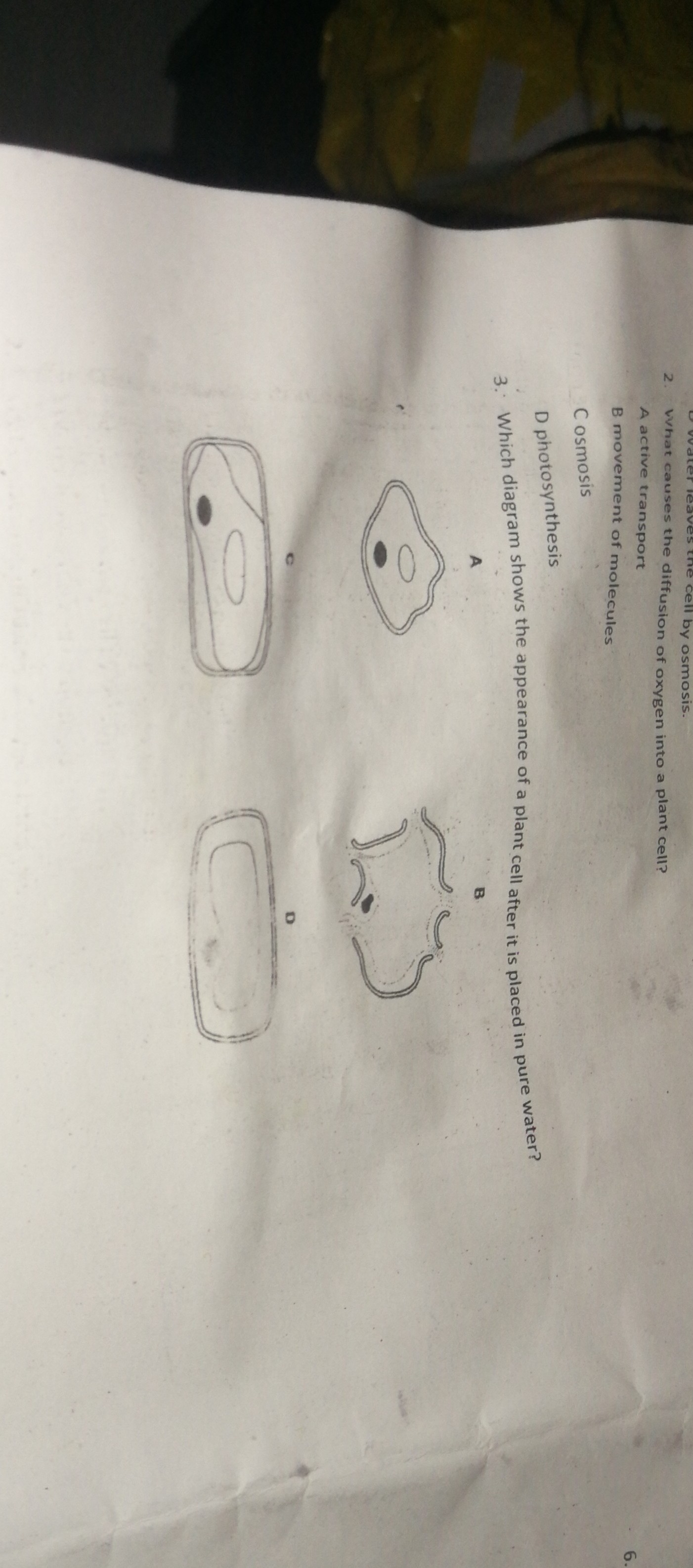 2 what causes the diffusion of oxygen into a plant cell a active ...